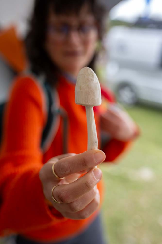 Home Education Thursday 22nd January 3.30pm-5.30pm Marvellous Mushrooms ...